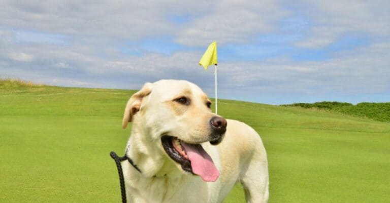 How to Play Golf With Your Dog and Have Fun? - Golfs Hub