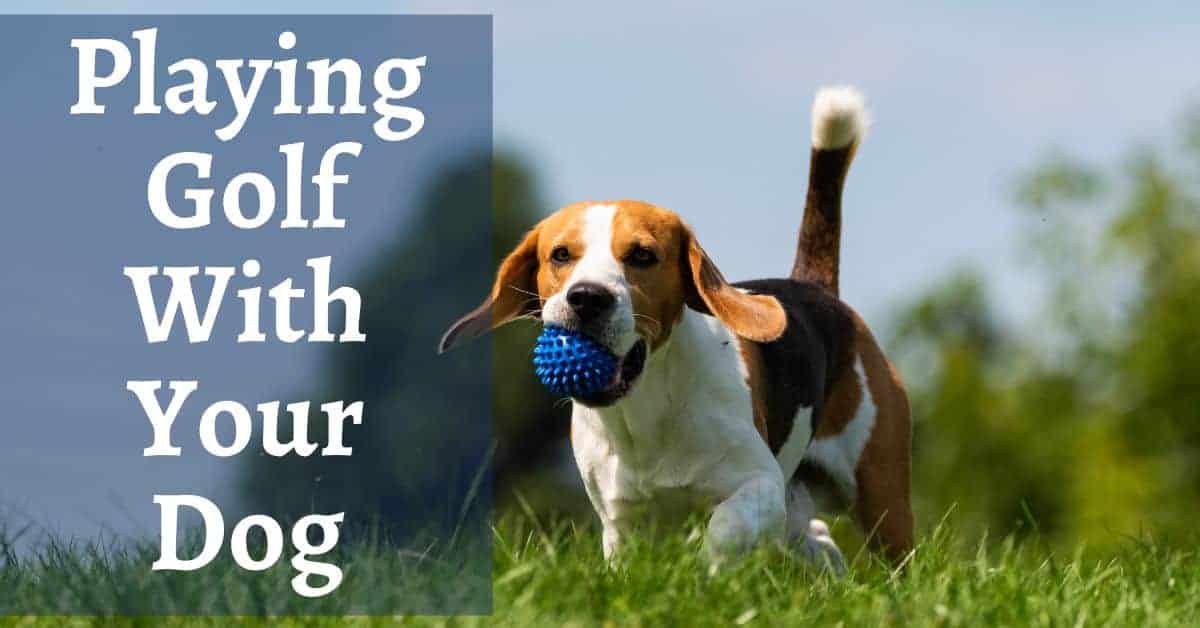 How to Play Golf With Your Dog and Have Fun? - Golfs Hub